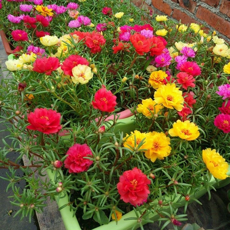 Flower Seed Ros Jepun 2000PCS /Biji Bernih Bunga Ros Jepun / Double ...