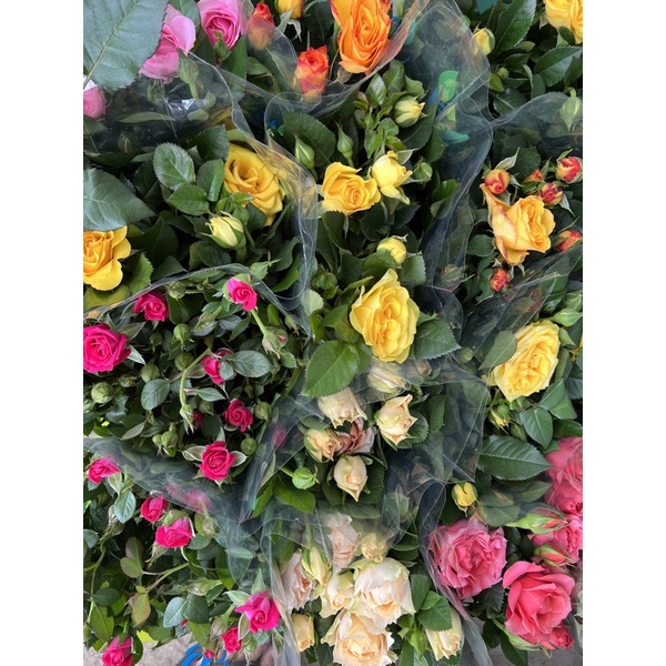 Bunga Ros Cameron Cantik & Wangi | Shopee Malaysia