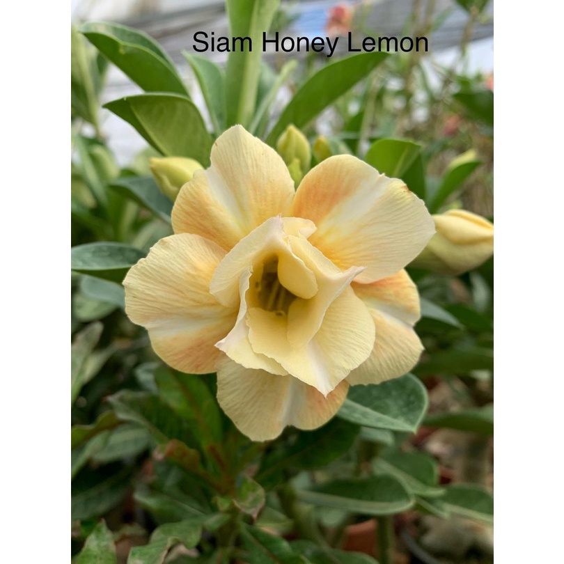 Adenium ( Honey Lemon ) Desert Rose ( Pokok Bunga Kamboja ) | Shopee ...