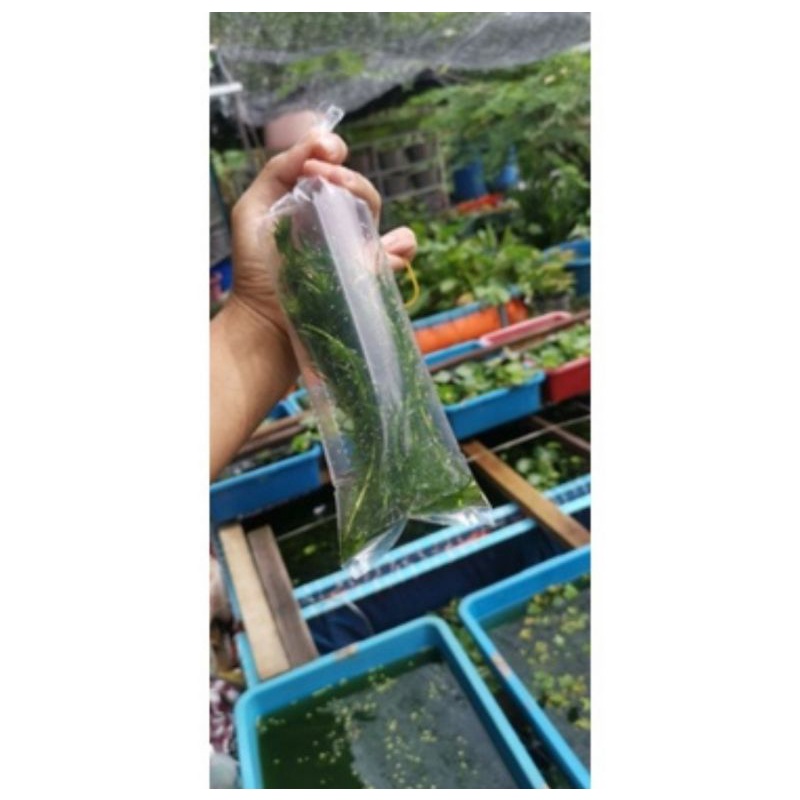Pokok Air (Hydrilla) | Shopee Malaysia