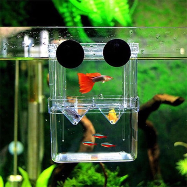 Birth Control Box. Gourd Fish. Fish Disease | Shopee Malaysia