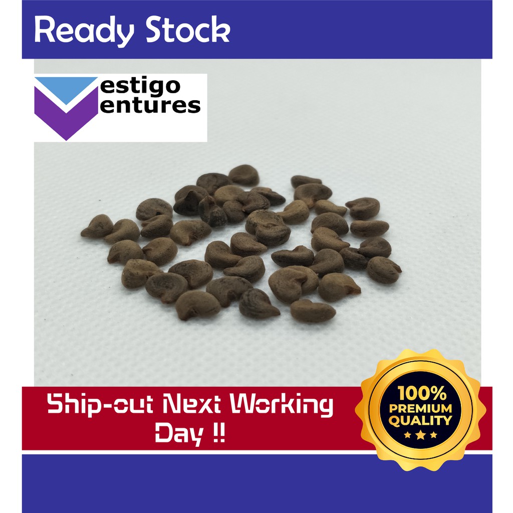 ROSELLE HIBISCUS ROSEL FLOWER RIBENA SEED BIJI BENIH BAKA MOROCCO 30PCS ...