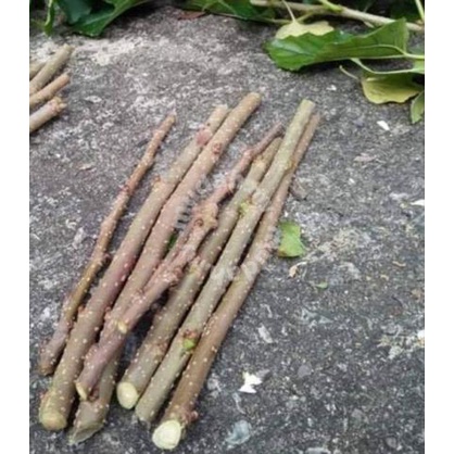 [ready stock] Keratan Batang Pokok Mulbery (beli 2, FREE 1)Fresh Segar ...