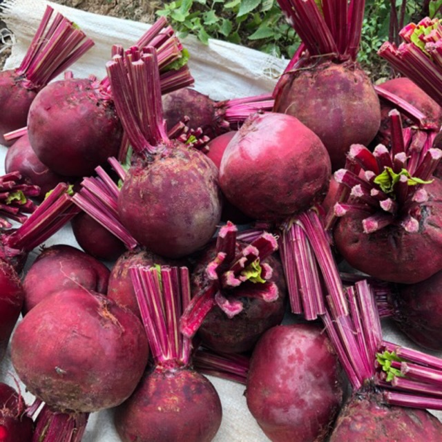 Beetroot Cameron Highlands 1 KG @ RM10 | Shopee Malaysia