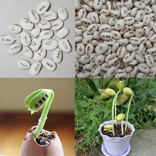 20pcs Magic Bean Decoration Beans Seeds Bonsai Green Mixing Message ...