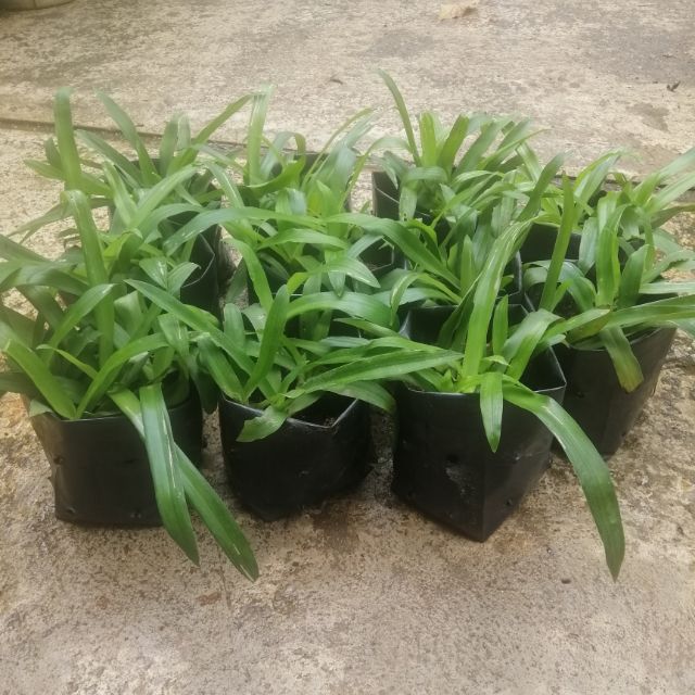 Anak Pokok Beijing Grass | Rumput Beijing (READY STOK) | Shopee Malaysia