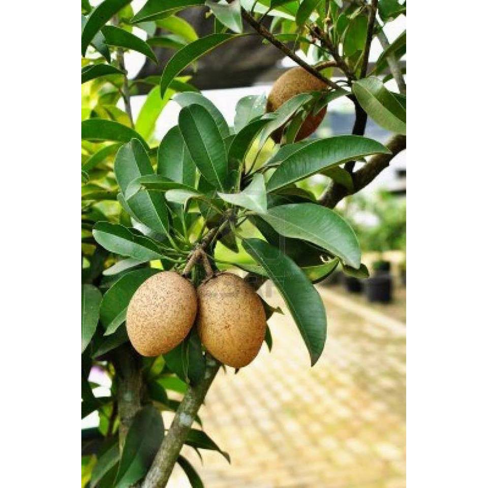 POKOK CIKU MEGA HYBRID / CHIKU TREE | Shopee Malaysia