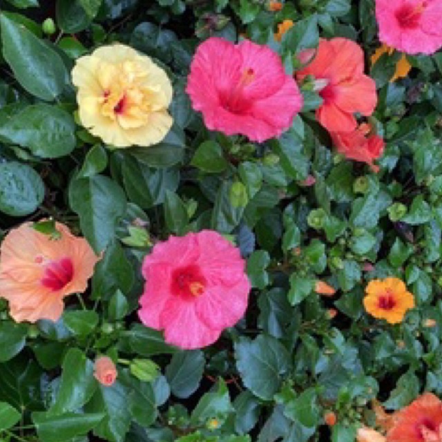 BUNGA RAYA pokok renek/dwarf hibiscus plant big flower pods | Shopee ...