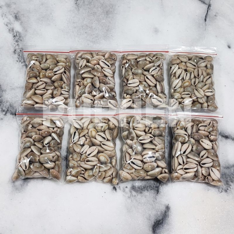 Original Kuwuk Abu Shell Congklak Seeds 100 pcs | Shopee Malaysia