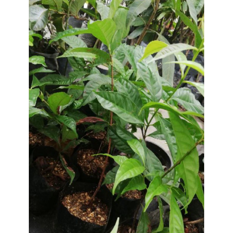 🔥Anak Pokok Serai Kayu🔥 l Pokok Sama l Pokok Salam I Pokok Ulam Nasi ...