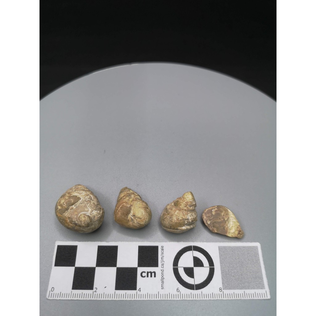 Part 4 (61-80) Malaysia Geology Rock Fossil Sample Hand Specimen ...