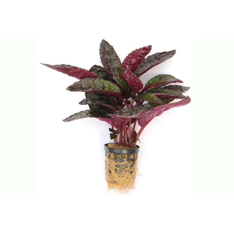 Hemigraphis Colorata (exotica/purple waffle) - aquarium aqua plant ...