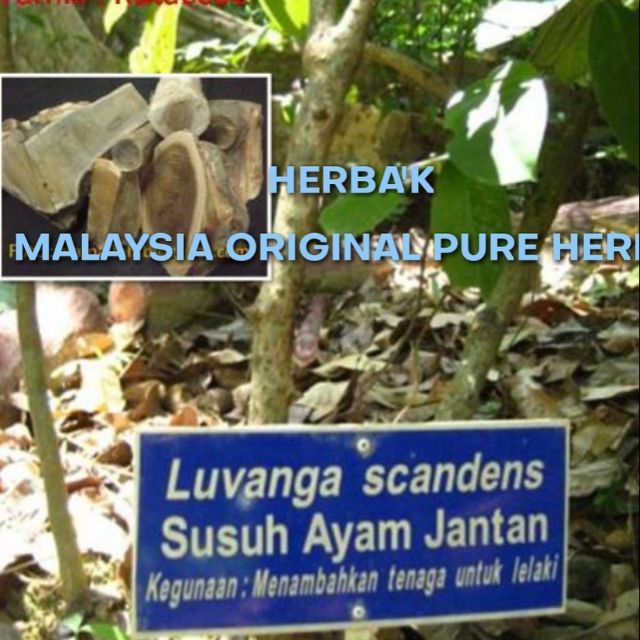 HERBA KHAS LELAKI # HERBA SUSUH AYAM / JANTAN | Shopee Malaysia