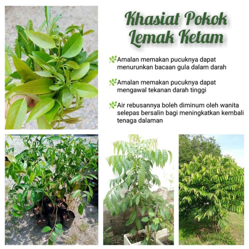 Pokok Lemak Ketam dan Khasiatnya | Shopee Malaysia