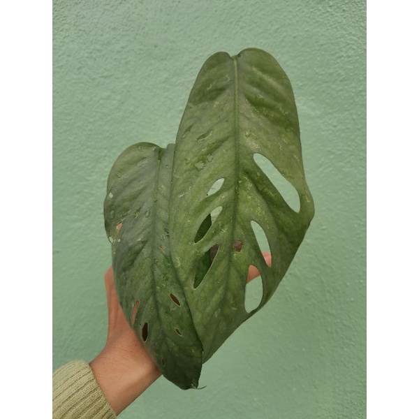 KERATAN BATANG NJOY, MARBLE QUEEN, MANJULA POTHO, MONSTERA SP LANIATA ...