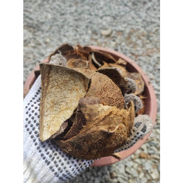 Tempurung Kelapa Pecah / tempurung belah dua | Shopee Malaysia