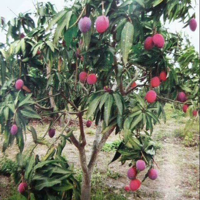 POKOK HIDUP MANGGA TAIWAN HYBRID | Shopee Malaysia