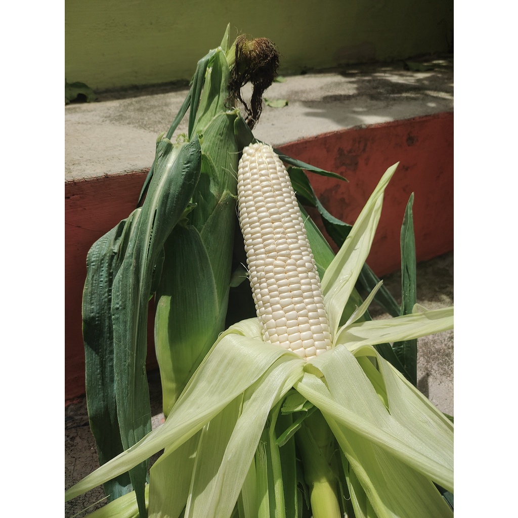 🌽Cameron Jagung susu original💯💯 /Pearl White Sweet Corn / 金马伦香甜白玉米 ...