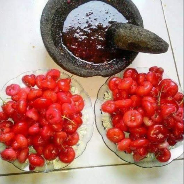 Jambu bertih merah. Rajin berbuah | Shopee Malaysia