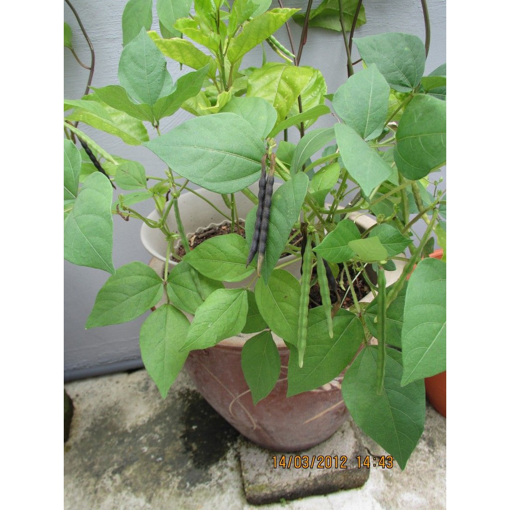 Mung Bean Young Tree Anak Pokok Kacang Hijau | Shopee Malaysia