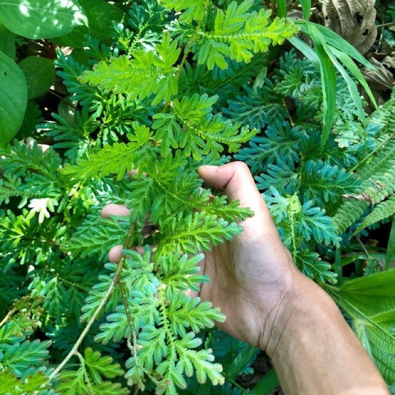 Herba Cakar Ayam Pengubat Kanser (Daun, Batang & Akar) | Shopee Malaysia