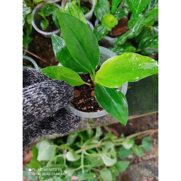 Anak Pokok Cekur @ Kencur Hijau (Kaempferia Galanga) /Kencur Batik ...
