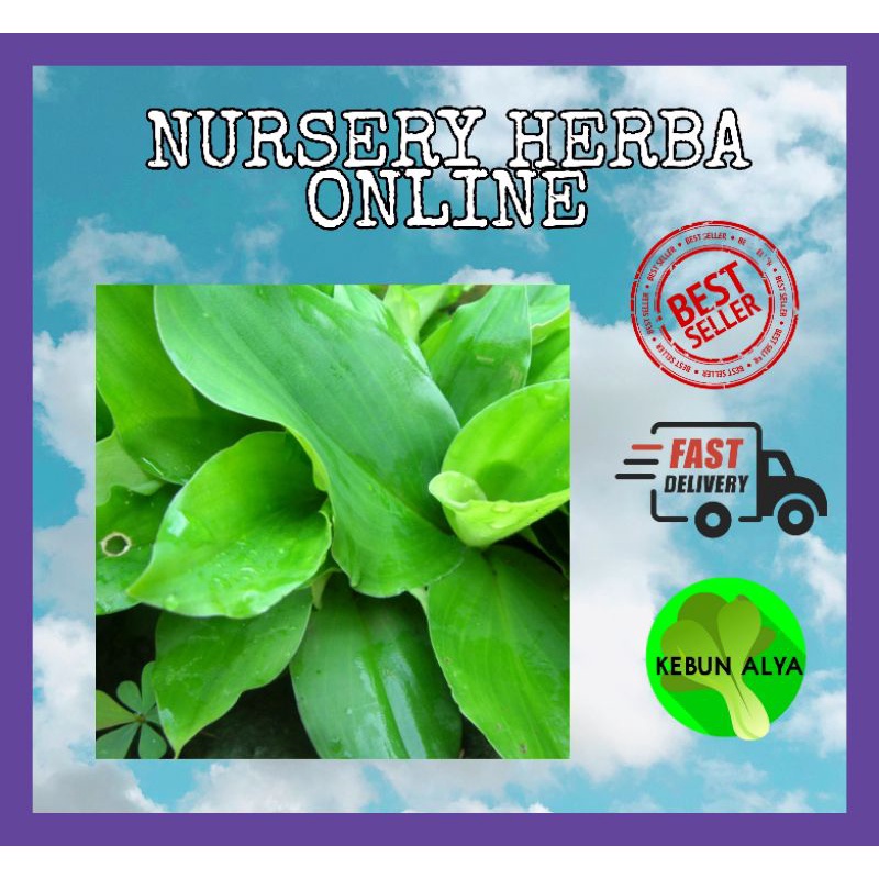 🔥ANAK BENIH POKOK CEKUR BIASA / HITAM BERPOLIBAG🔥 | Shopee Malaysia