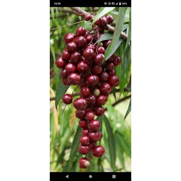 anak pokok ceri Terengganu | Shopee Malaysia