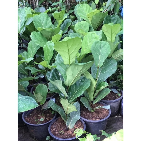 Pokok hidup hiasan fiddle fig live plant | Shopee Malaysia