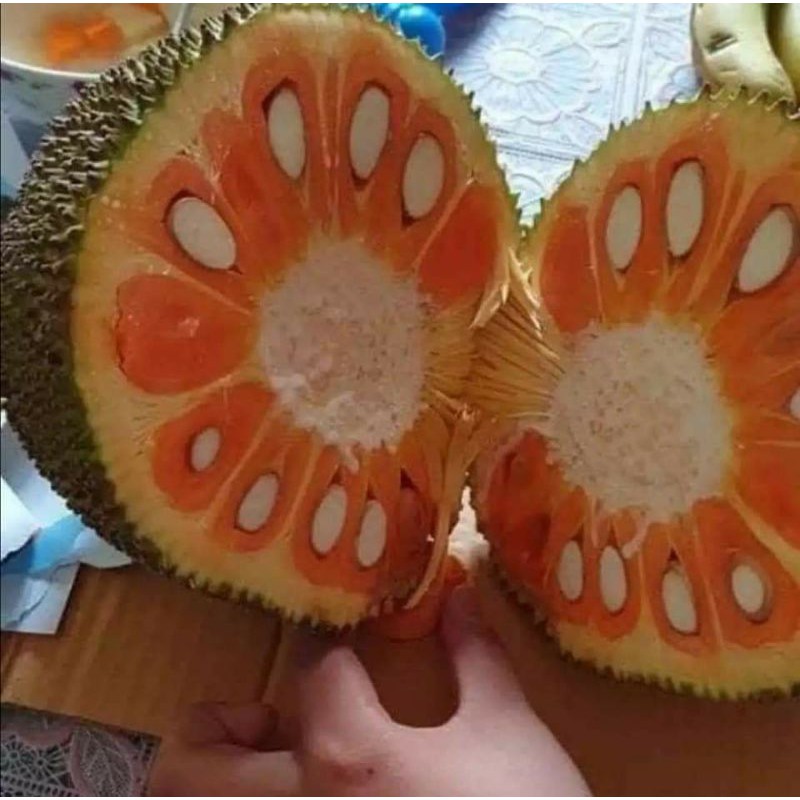 NANGKA ISI MERAH (DANG SURIA) KAHWIN | Shopee Malaysia