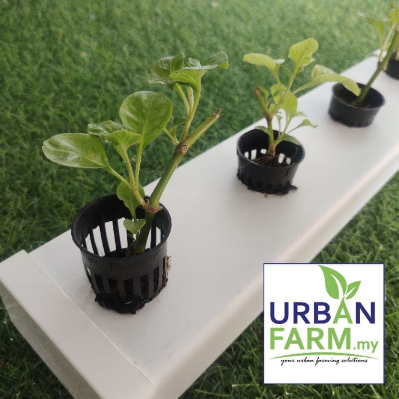 MINI HIDROPONIK 4 HOLES HIDROPONIK SET LENGKAP PVC PAIP / HYDROPONIC ...