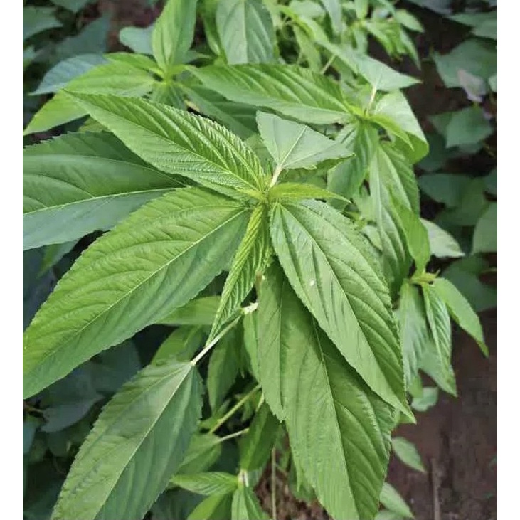 200PCS 黄麻叶菜种子/ Jute leaf seeds Chaoshan specialty kenaf leaf seeds Jute ken/ Ma yep seeds ...