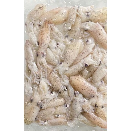Baby Squid 500g (Sold per Pack) | Shopee Malaysia