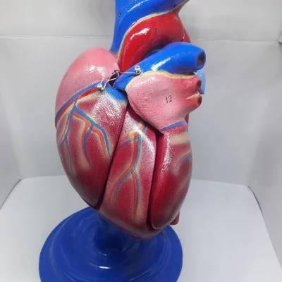 Human heart Model educational props | Shopee Malaysia