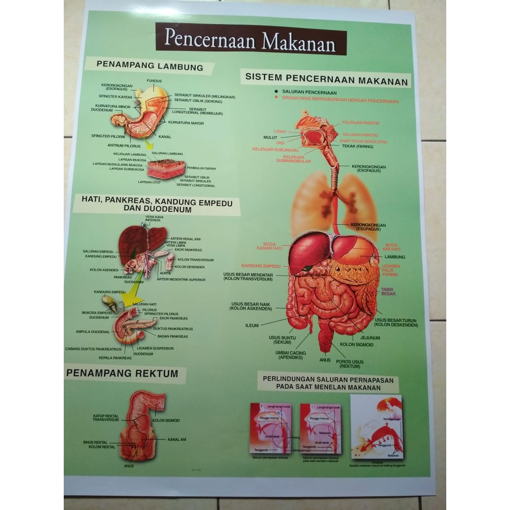 HUMAN DIGESTIVE MODEL POSTER IMAGE DIGESTIVE CARTA | Shopee Malaysia