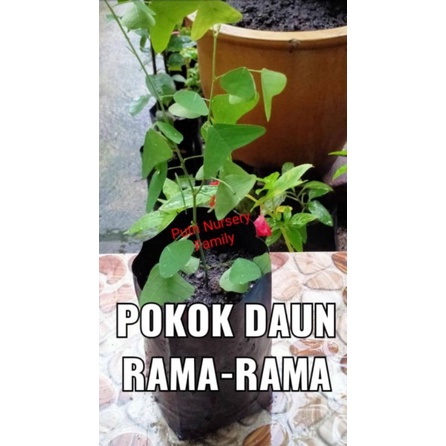 🔥Pokok Daun Rama-Rama🔥 | Shopee Malaysia