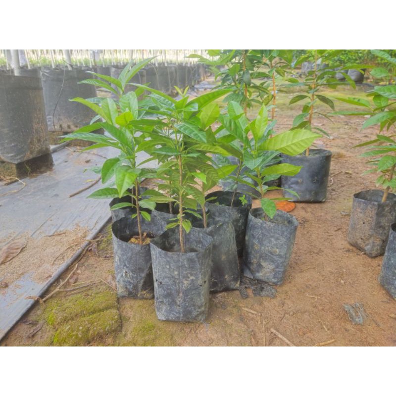 ANAK POKOK DAUN SALAM ATAU SAMAK ATAU SERAI KAYU | Shopee Malaysia