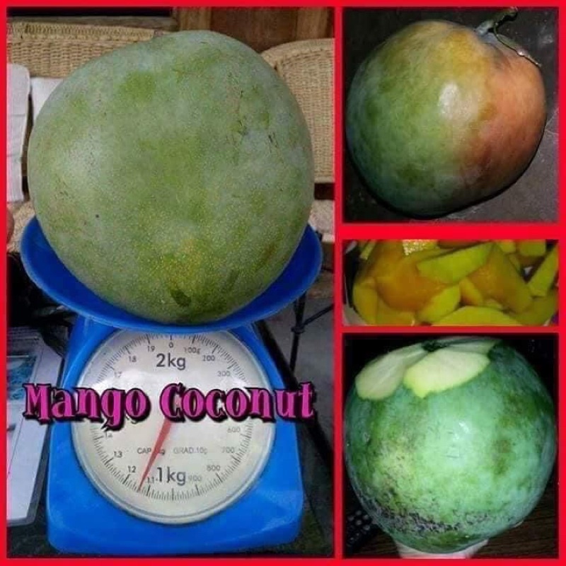 BUAH MANGGA EPAL/PAUH EPAL MUDA DARI POKOK 1KG | Shopee Malaysia