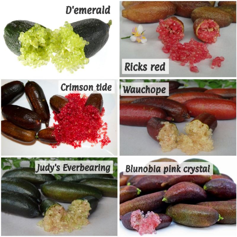 Pokok Buah Fingerlime Finger lime Microcitrus Papuana real plant ...