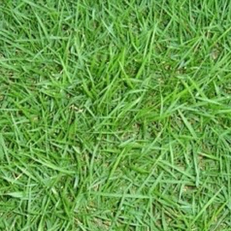 Rumput Carpet Hidup / Rumput Japanese / Filipina Grass / Rumput Mutiara ...