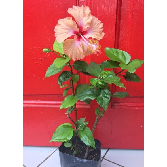 pokok bunga raya peach dalam pybag | Shopee Malaysia