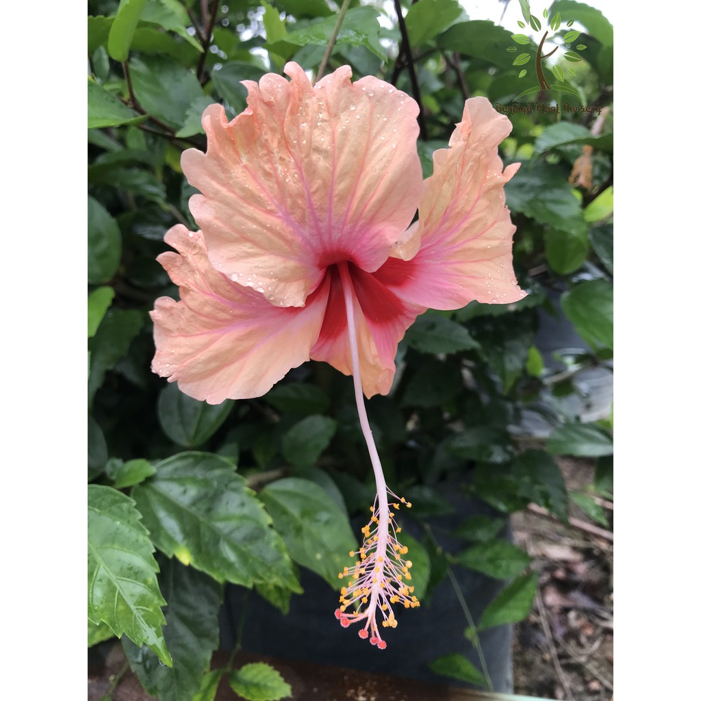 Berjaya Plant Nursery - Bunga Raya/Hibiscus(Pokok Bunga Hidup/Pokok ...