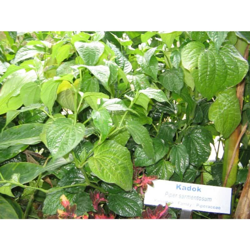 Piper sarmentosum (pokok kaduk) | Shopee Malaysia