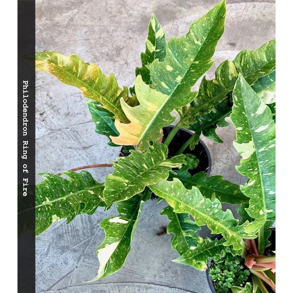 Philodendron Ring of Fire Variegated Pokok hidup viral aroid | Shopee ...