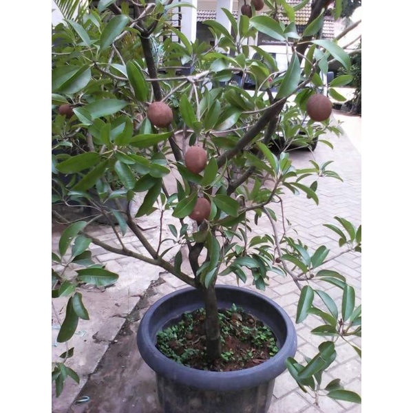 Anak pokok Ciku Mega hybrid ready stock. | Shopee Malaysia