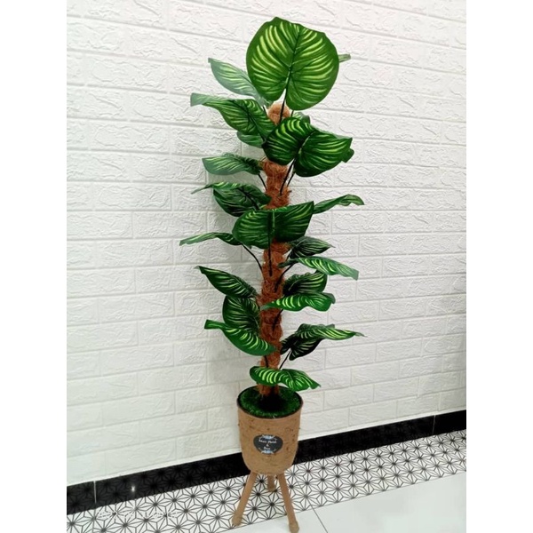 Pokok Hiasan Viral Keladi Lebar/Monstera/Keladi Hijau Muda 130cm batang sabut kelapa (Artificial ...