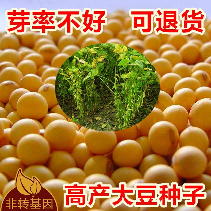 Biji kacang soya berkualiti tinggi dan biji sayuran dan sayur-sayuran ...