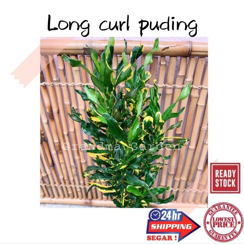 (GG real plant) long curl puding ^ pokok puding hidup live outdoor ...