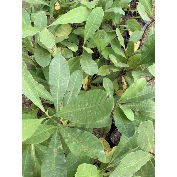 Anak Pokok Ulam Ketereh / Pokok Ulam | Shopee Malaysia