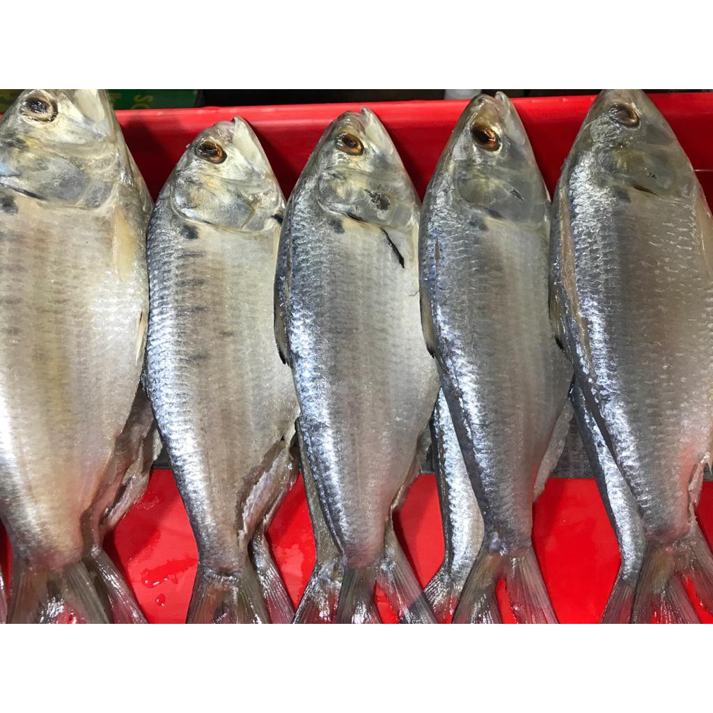 IKAN TERUBOK MASIN BORNEO SARAWAK | Shopee Malaysia